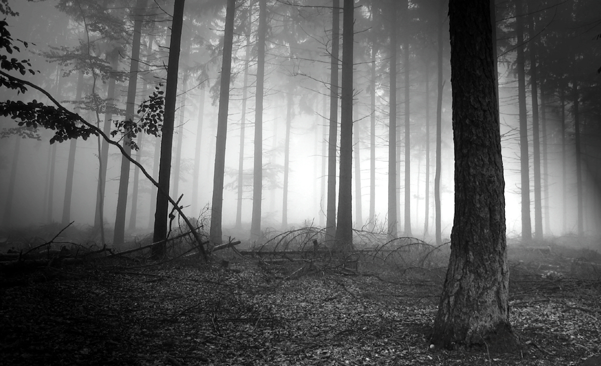 La teoría de los "bosques oscuros" de Internet - Cubaperiodistas