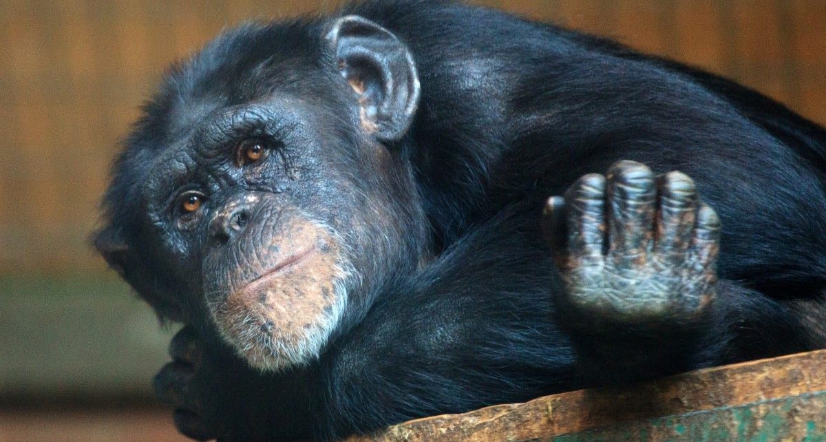 Lo que heredamos de nuestros parientes los monos - Cubaperiodistas