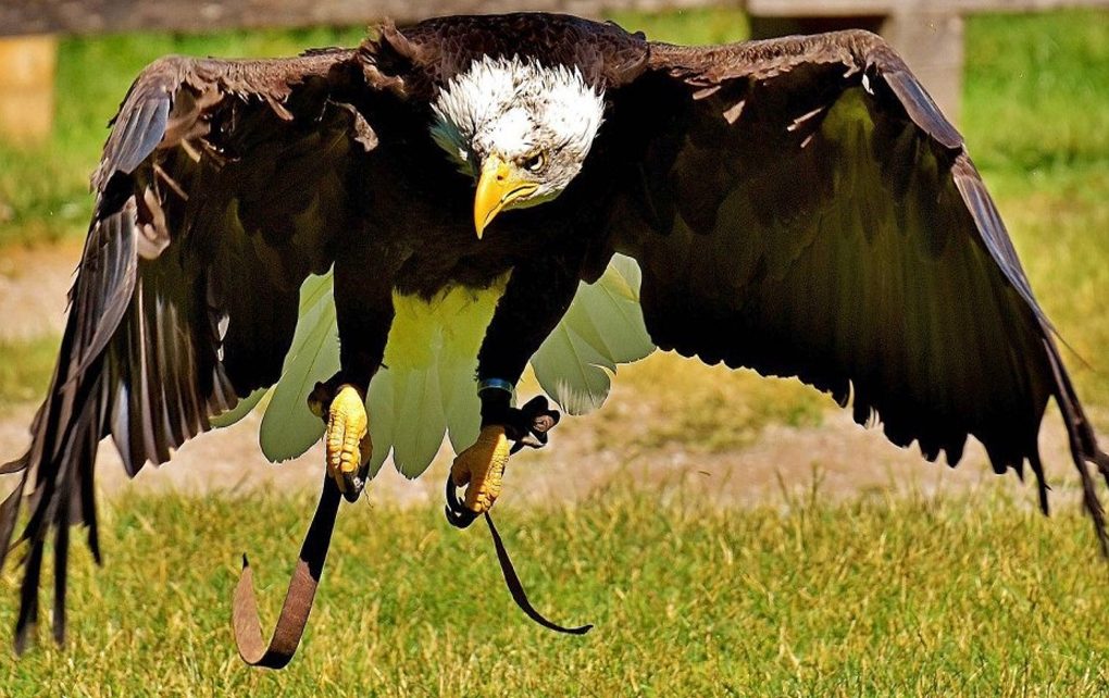 La picada del cóndor - Cubaperiodistas