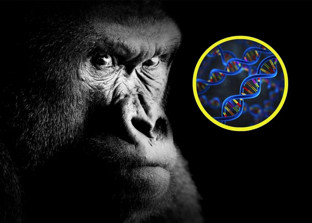 Reescriben la evolución de los primates con un hallazgo histórico ...